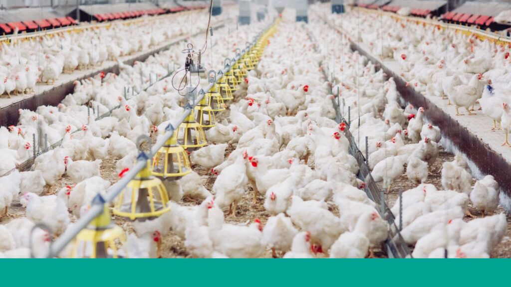 What to Know and Do About H5N1 Bird Flu - Public Health Communications ...